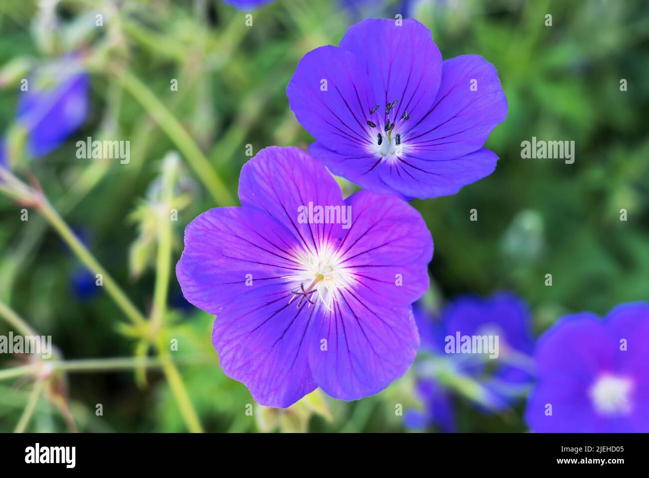 Small deep purple flowers of perennial geranium also cranesbills plant ...