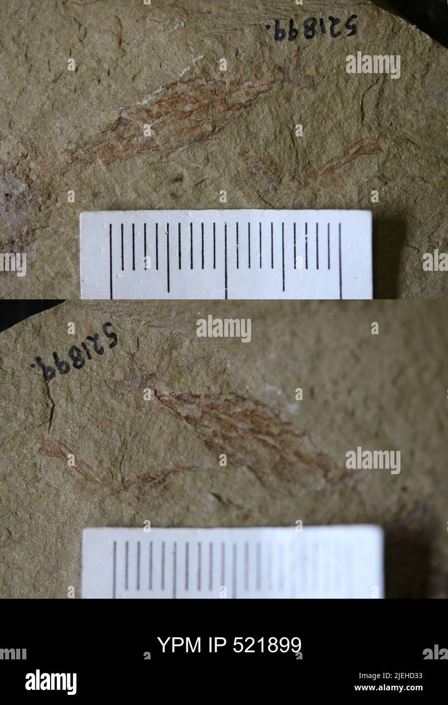 Undet graptolithina animalia hi-res stock photography and images - Alamy