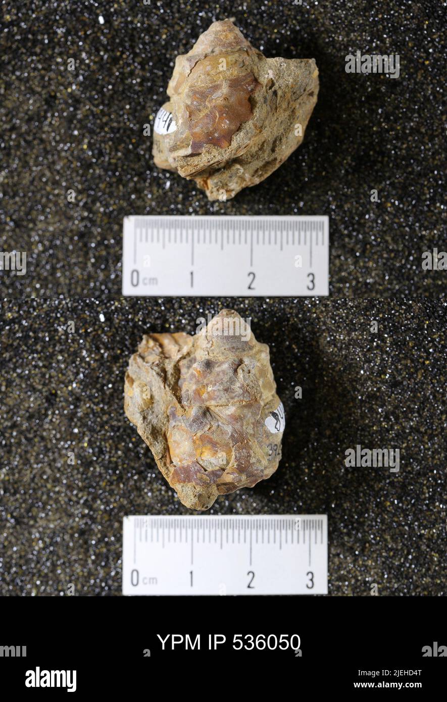 Tulotoma thompsoni white hi-res stock photography and images - Alamy