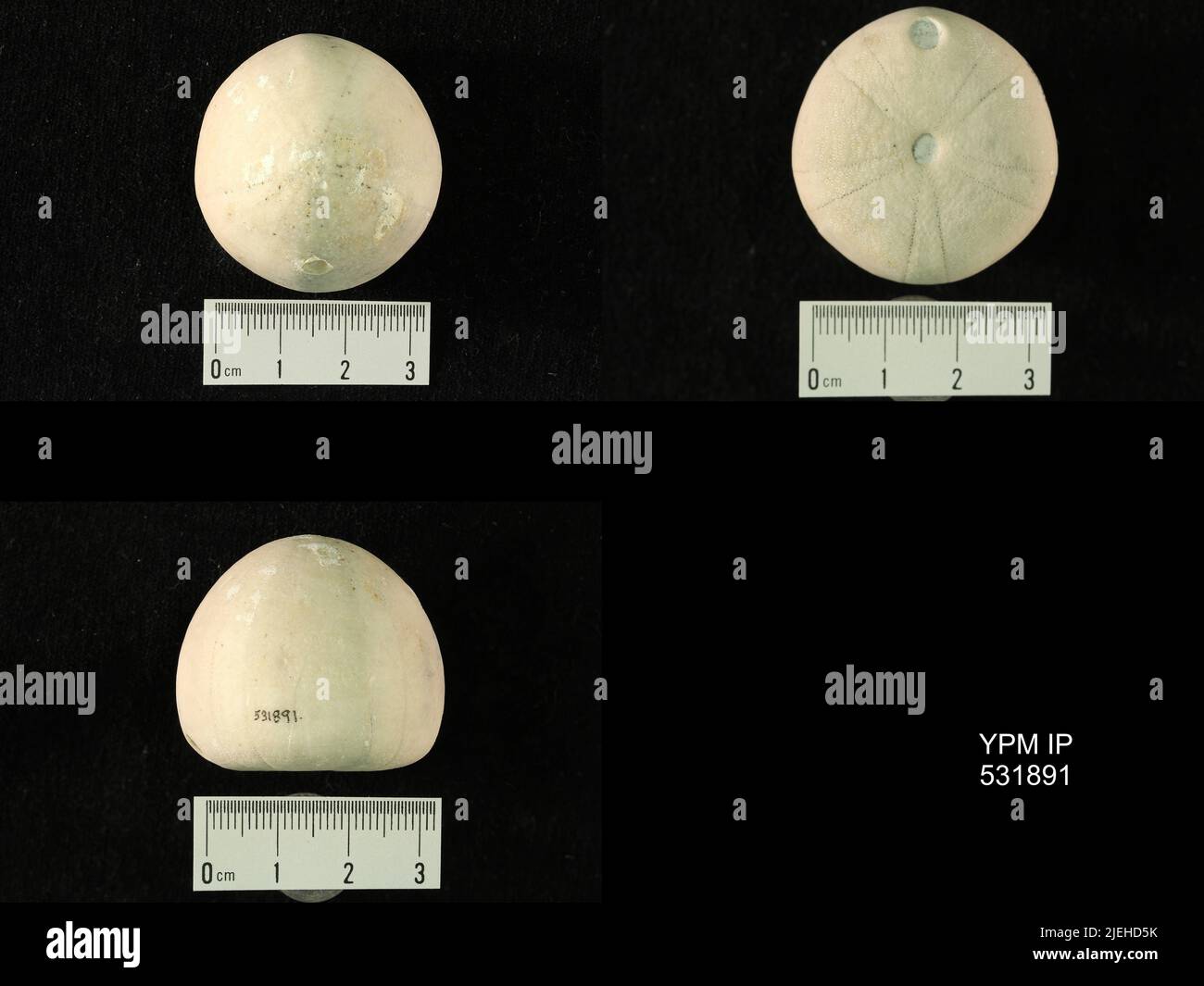 Echinoi hi-res stock photography and images - Alamy