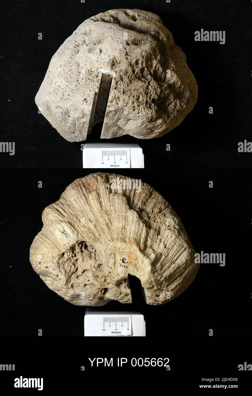 Chaetetes hi-res stock photography and images - Alamy