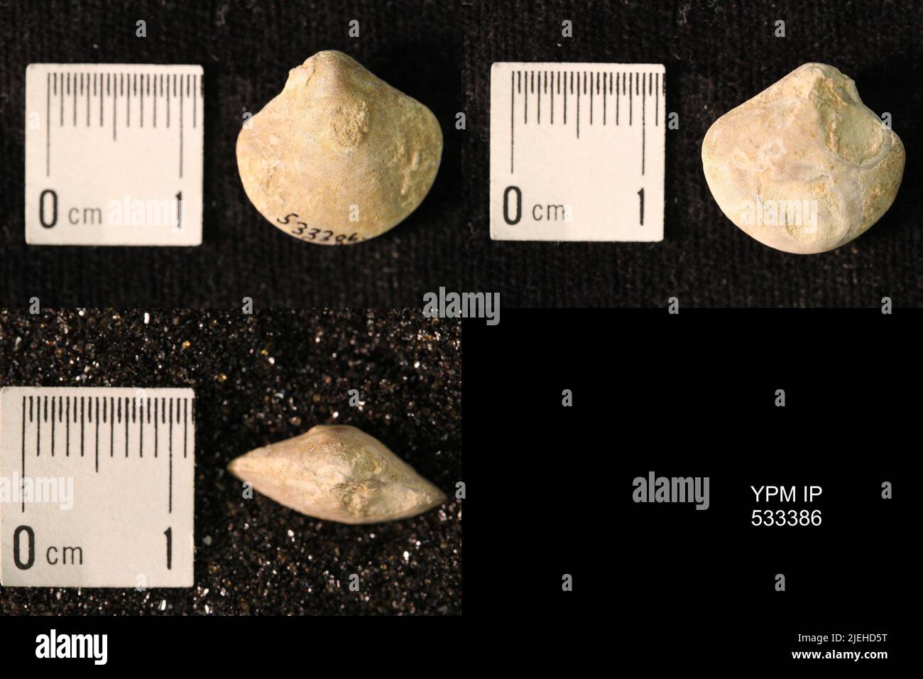 Terebratula maxillata Sowerby Stock Photo - Alamy