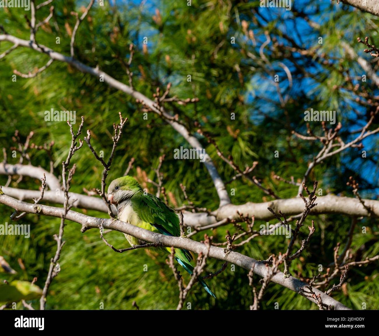 small green parrot on a tree branch on a spring day Stock Photo - Alamy