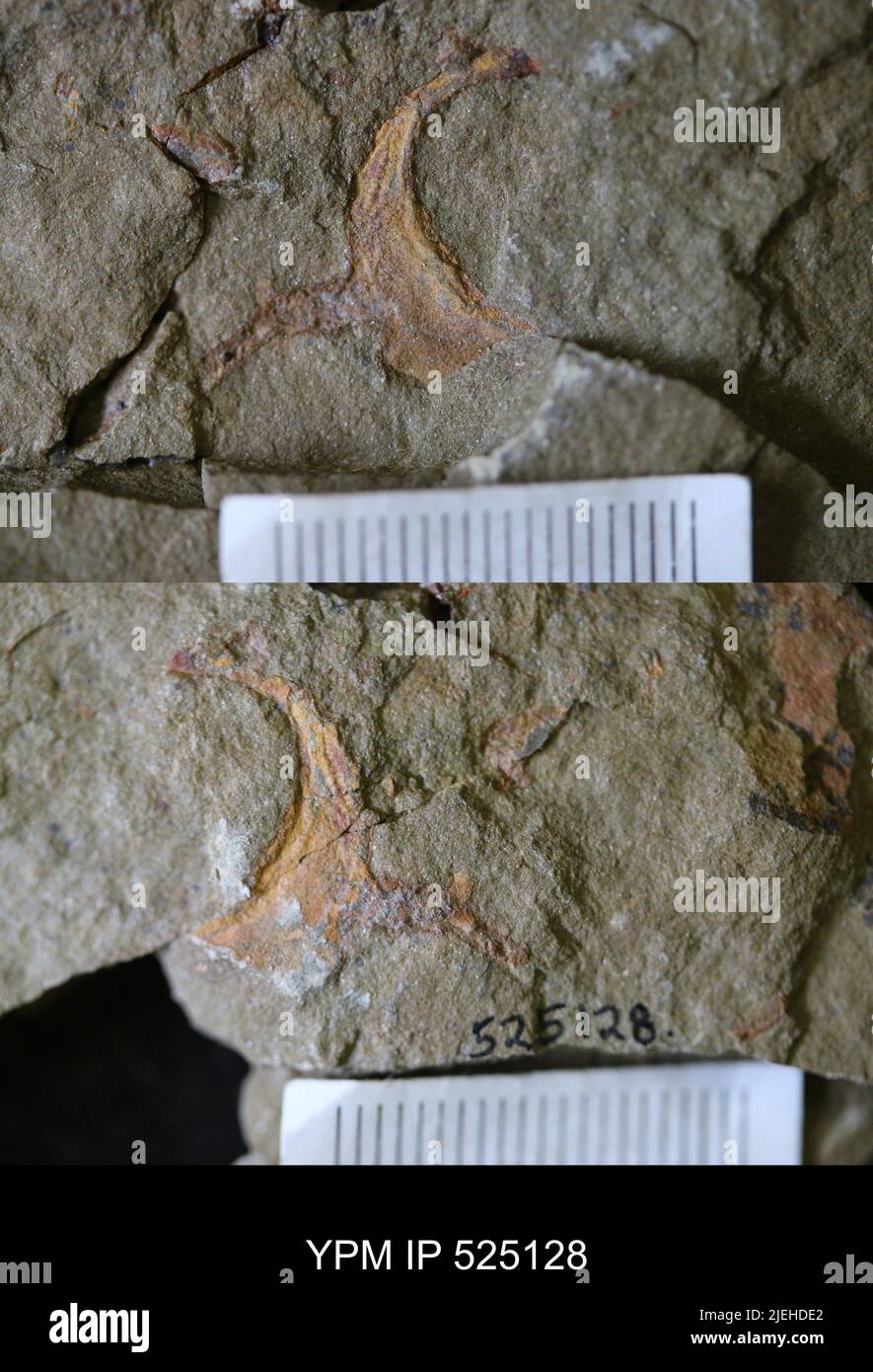 Cothurnocystis hi-res stock photography and images - Alamy