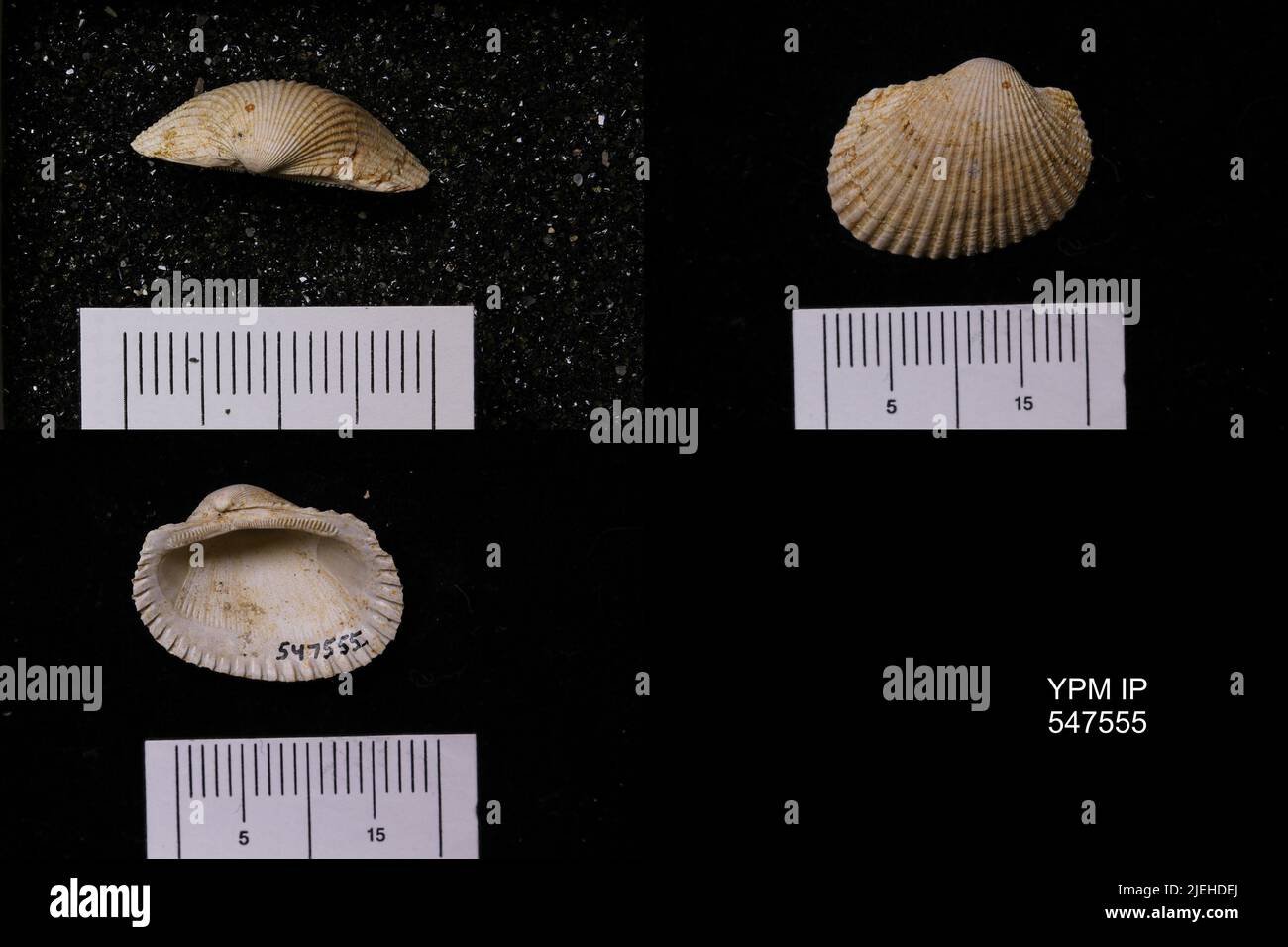 Scapharca transversa animalia hi-res stock photography and images - Alamy