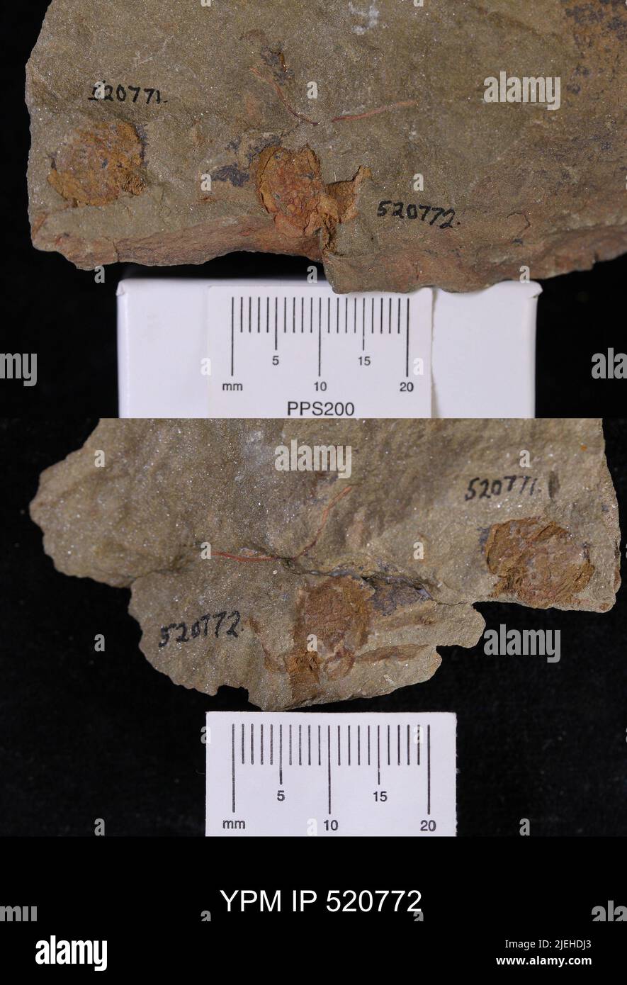 Mitrata ech hi-res stock photography and images - Alamy