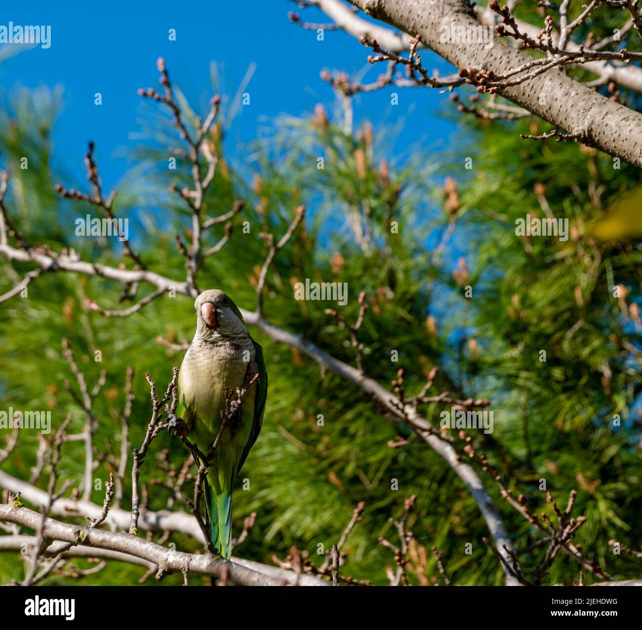 small green parrot on a tree branch on a spring day Stock Photo - Alamy