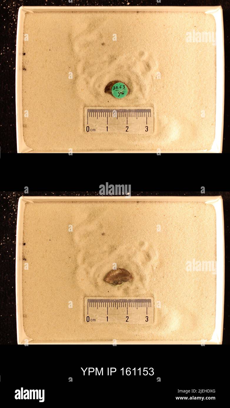 Dalmanella elegantula gigantea Twenhofel Stock Photo - Alamy