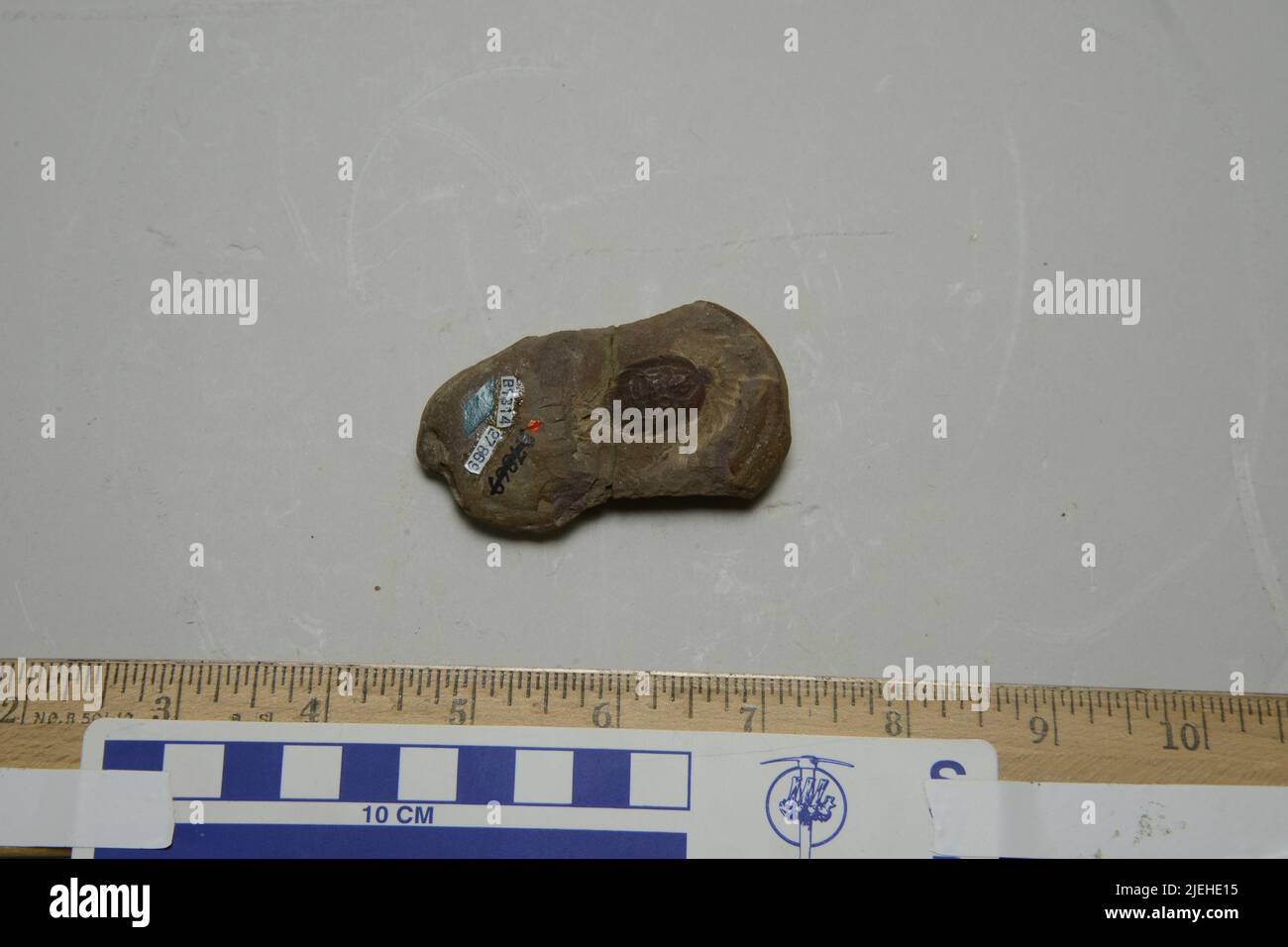 Mylacris diplodiscus sellards hi-res stock photography and images - Alamy