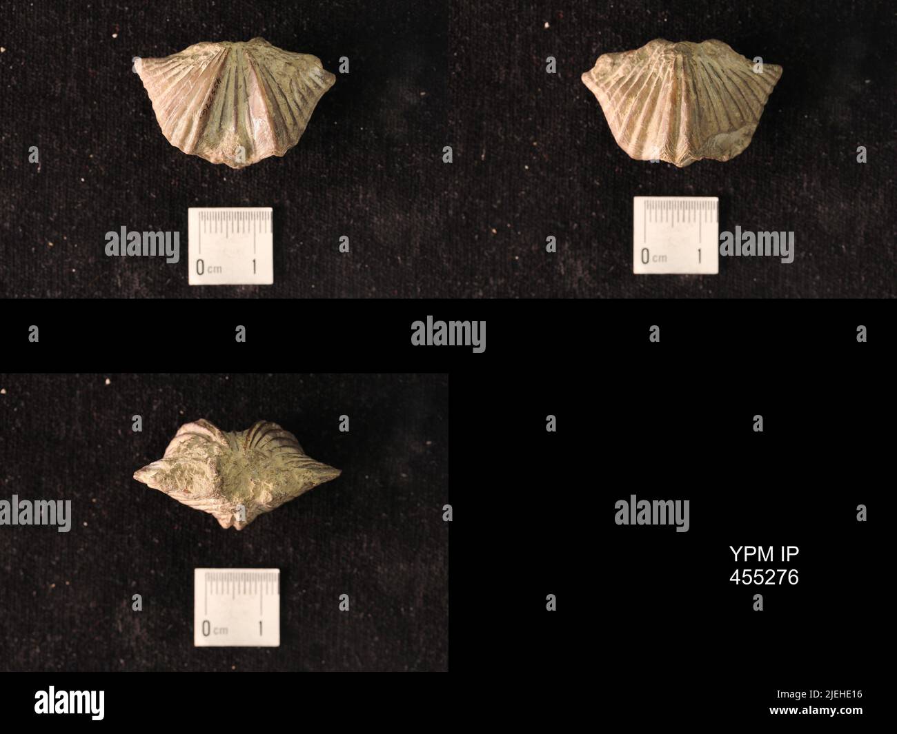 Platystrophia cypha (James, 1874 Stock Photo - Alamy