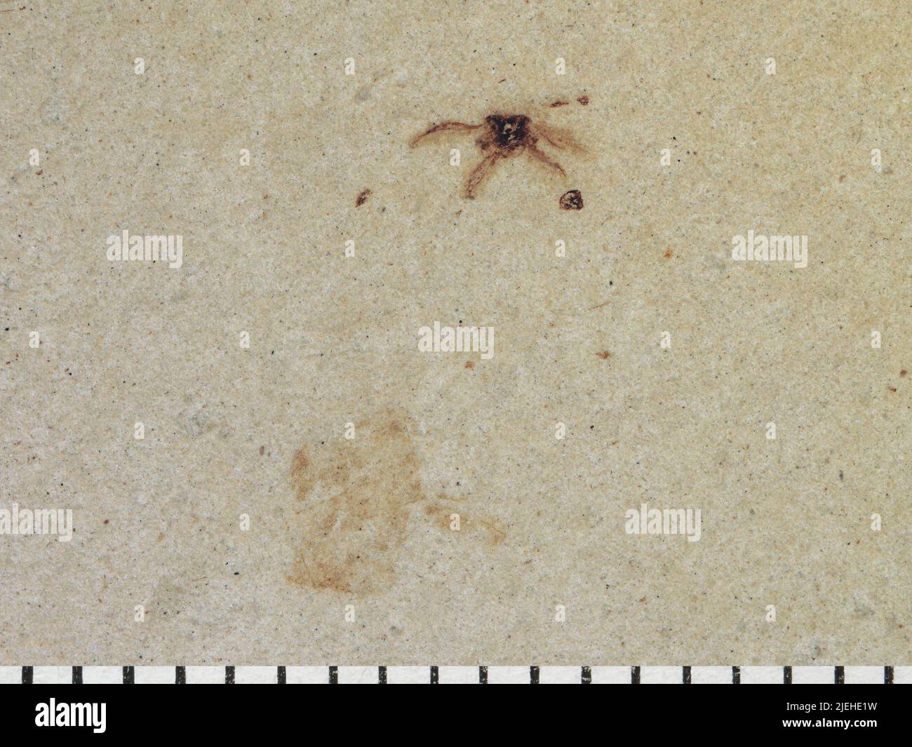 Order coleoptera taxonomy hi-res stock photography and images - Alamy