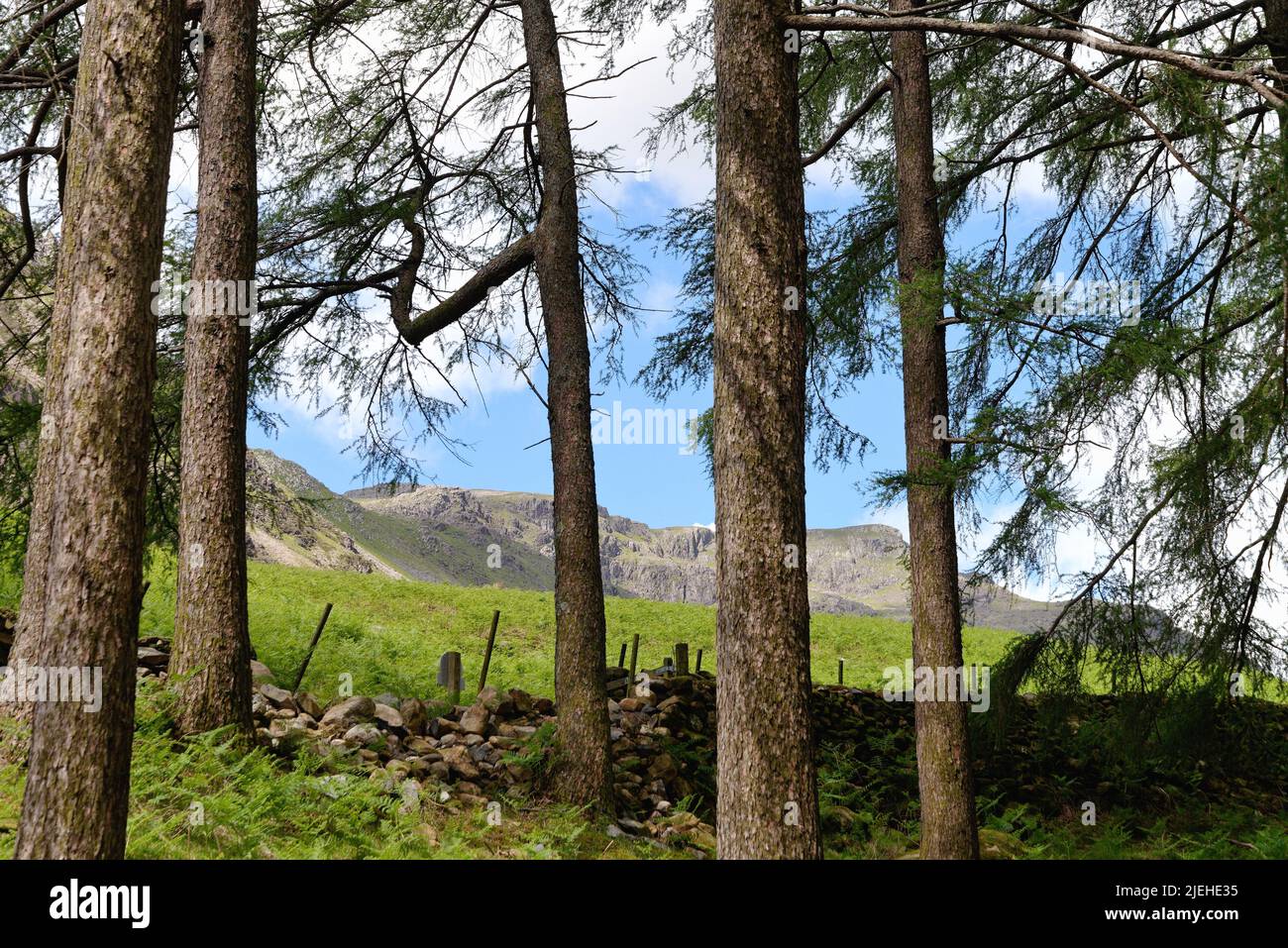 A wooded area with Pine trees on a steep sided fell near Wasdale Head ...