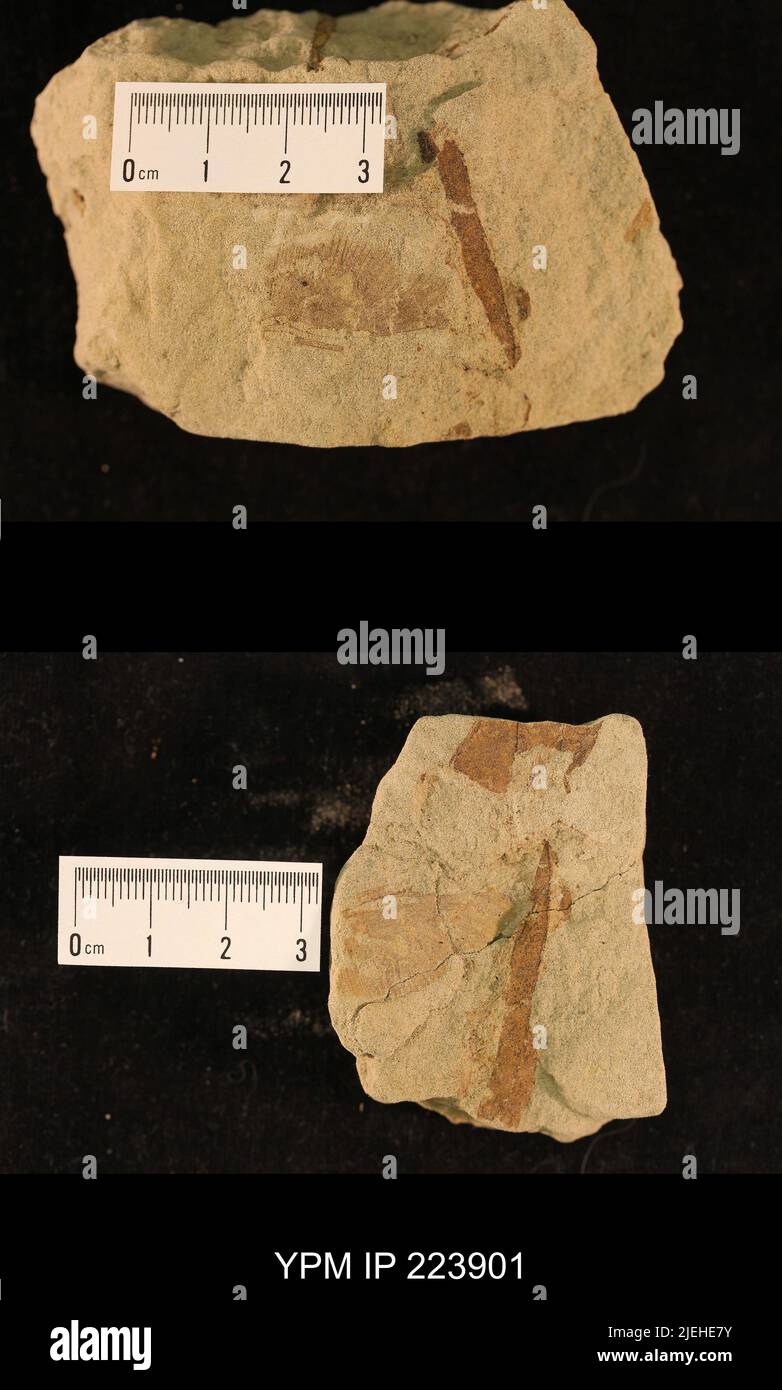 Odonata animalia hi-res stock photography and images - Alamy