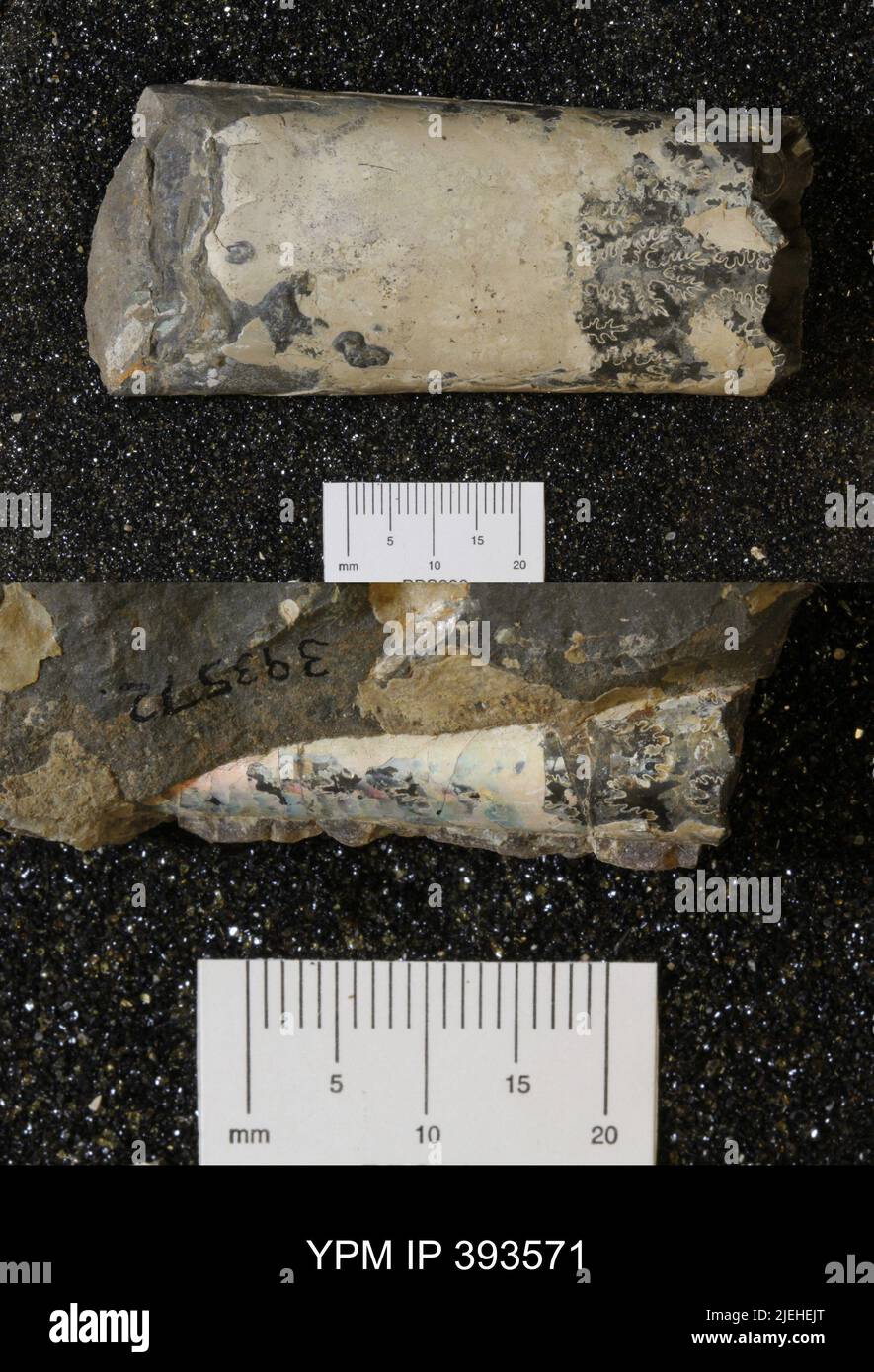 Baculites sp animalia hi-res stock photography and images - Alamy