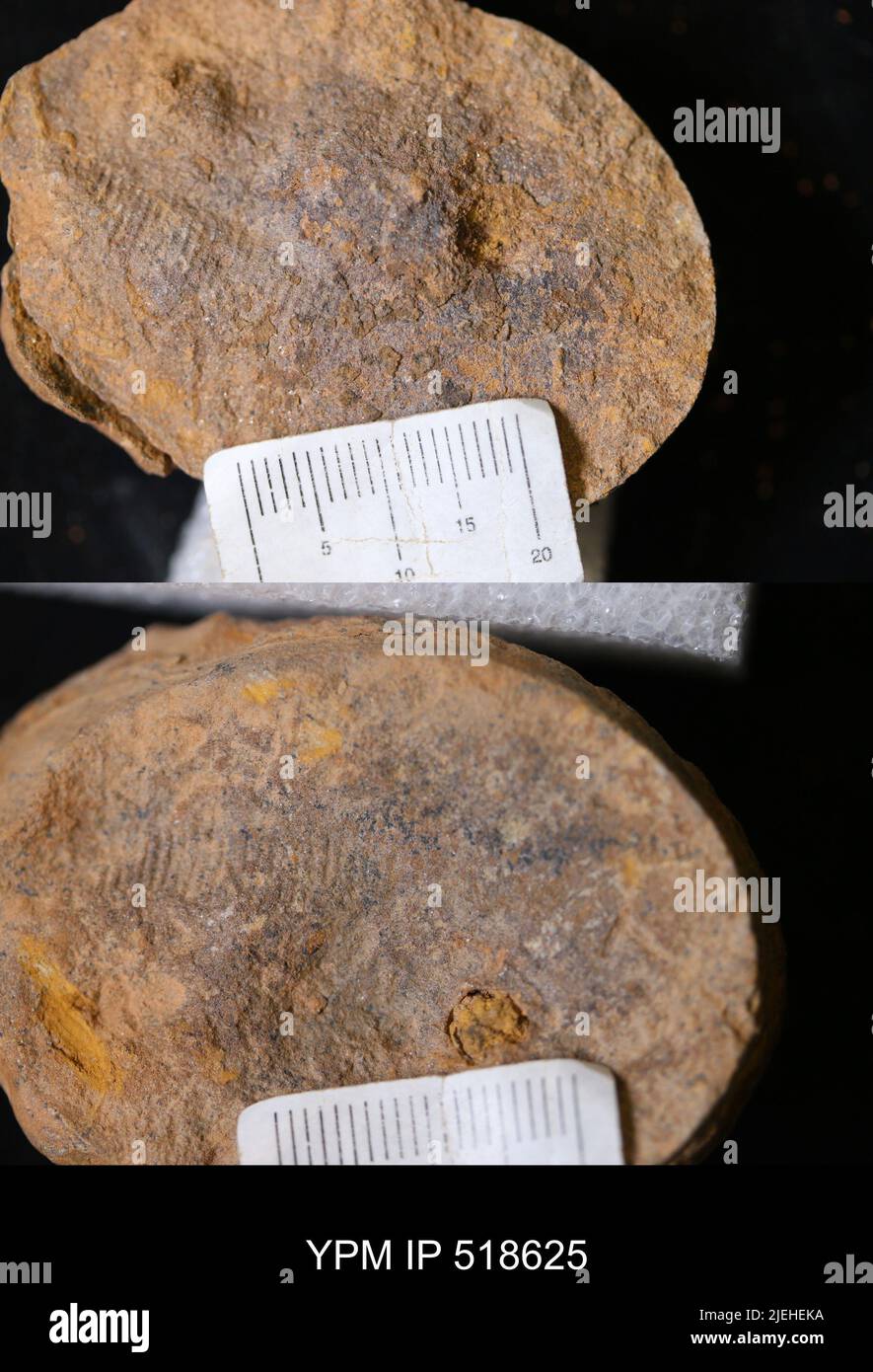 Priapulida hi-res stock photography and images - Alamy