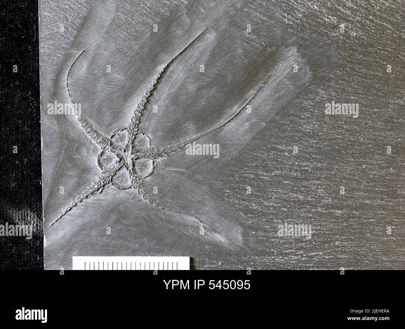 Asterozo hi-res stock photography and images - Alamy