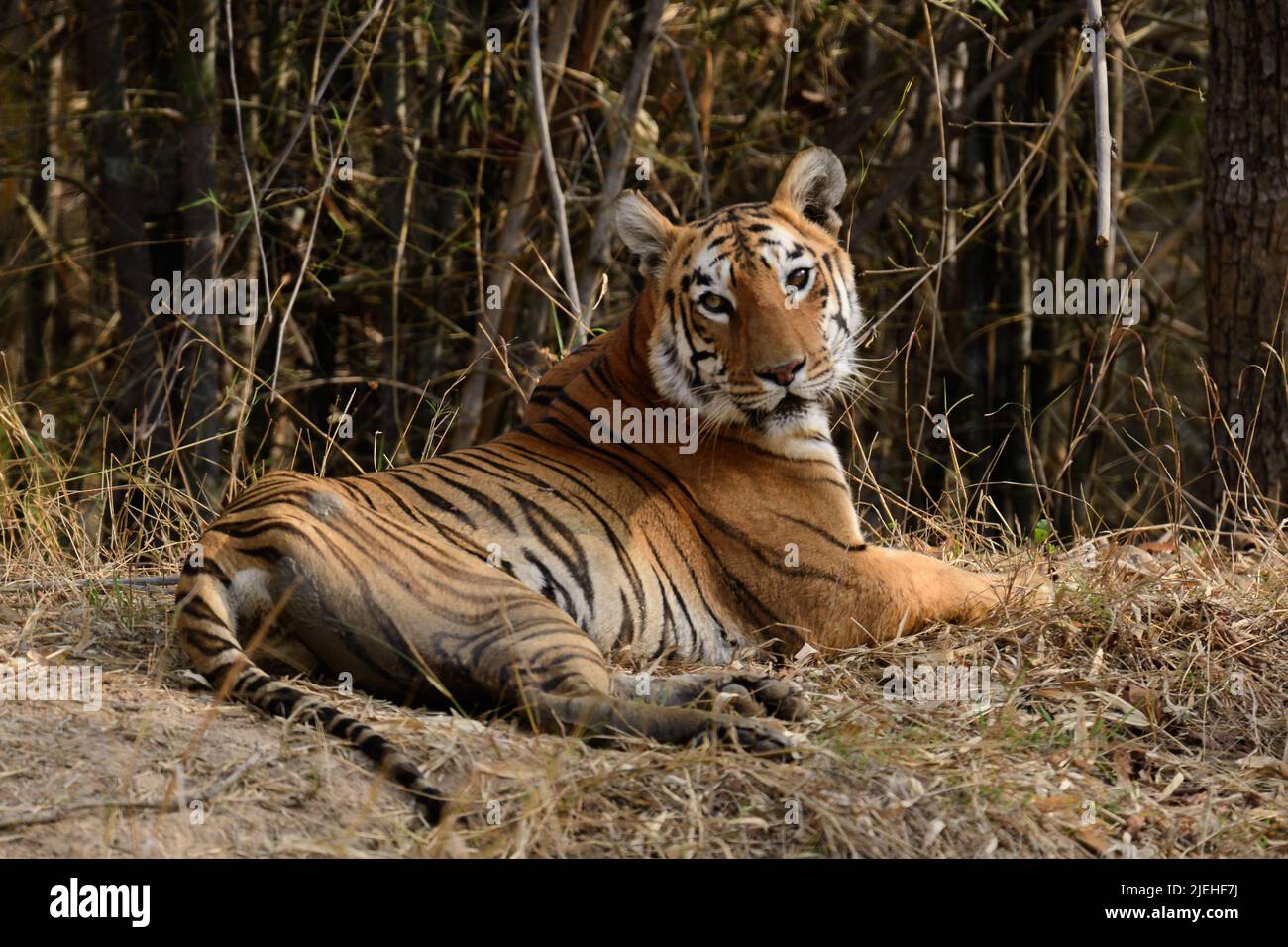 Tigress Maya from Tadoba Tiger Reserve, India Stock Photo - Alamy