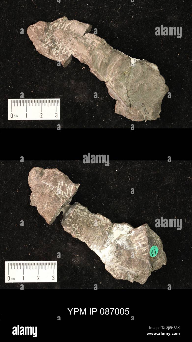 Elongatum hi-res stock photography and images - Alamy