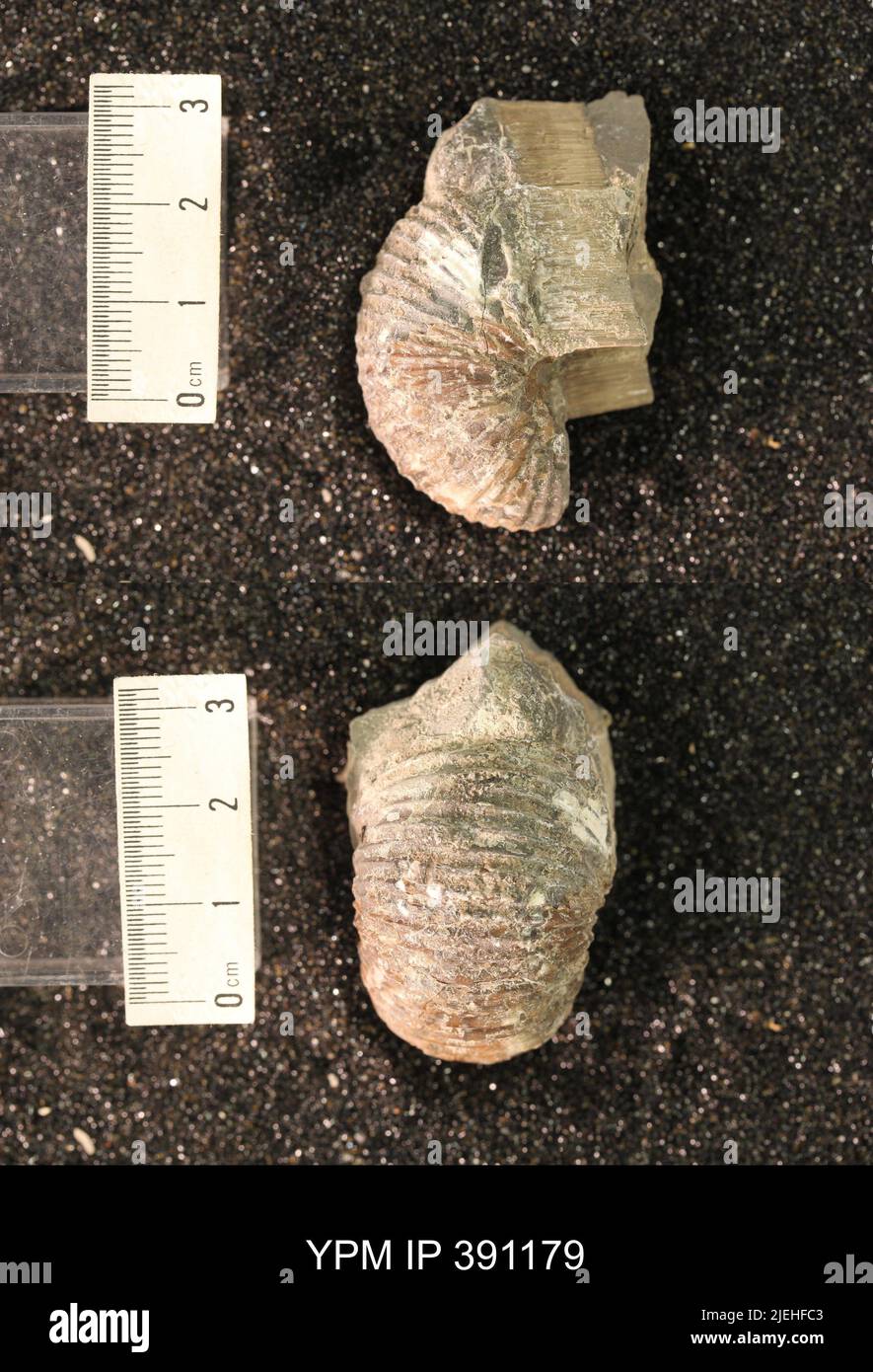 Scaphitidae animalia hi-res stock photography and images - Alamy