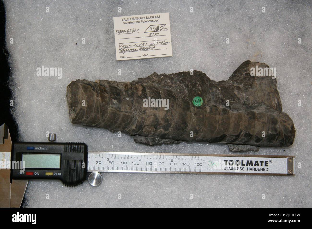 Vaginoceras piscator animalia hi-res stock photography and images - Alamy