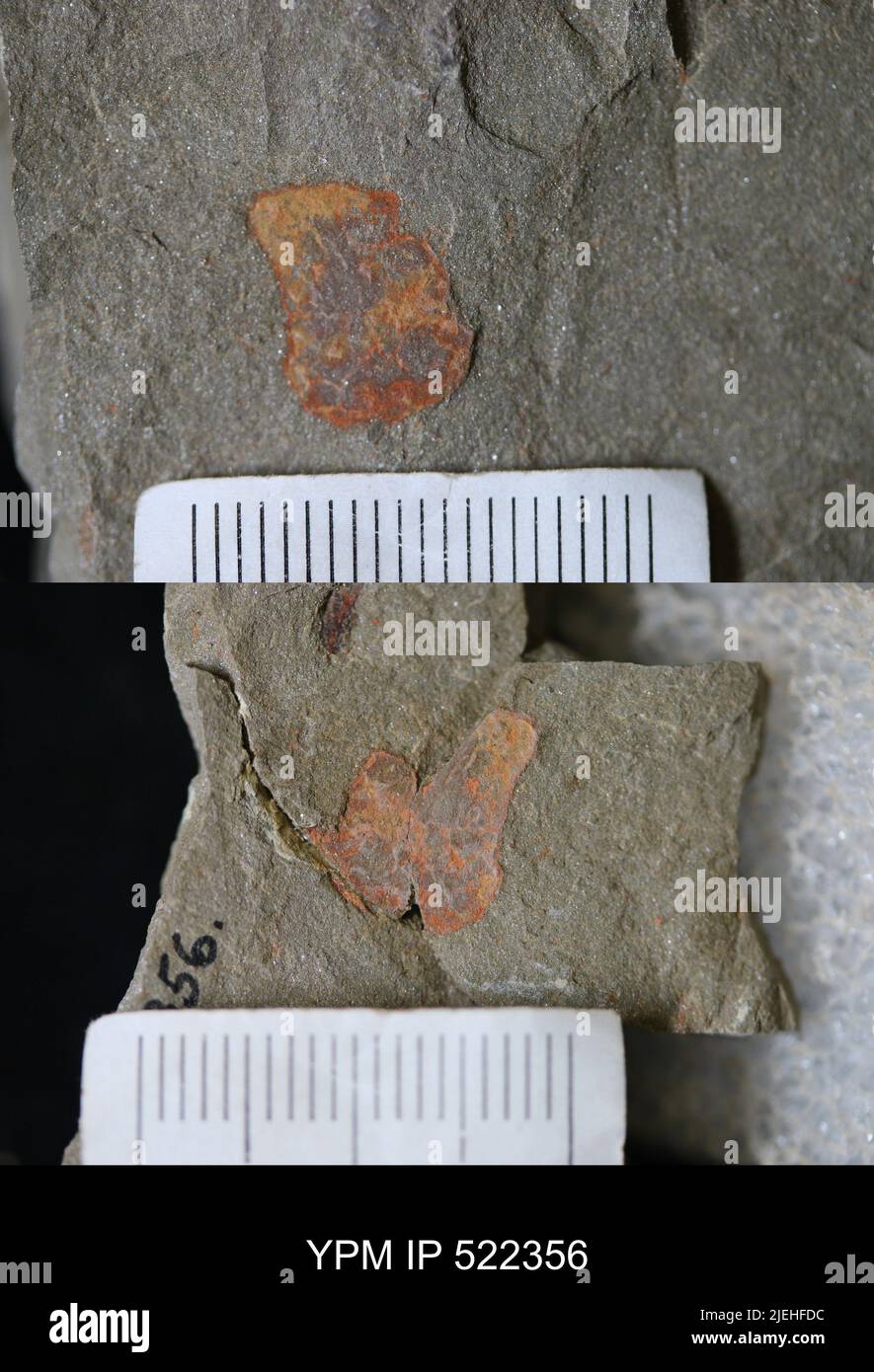 Cystoidea hi-res stock photography and images - Alamy