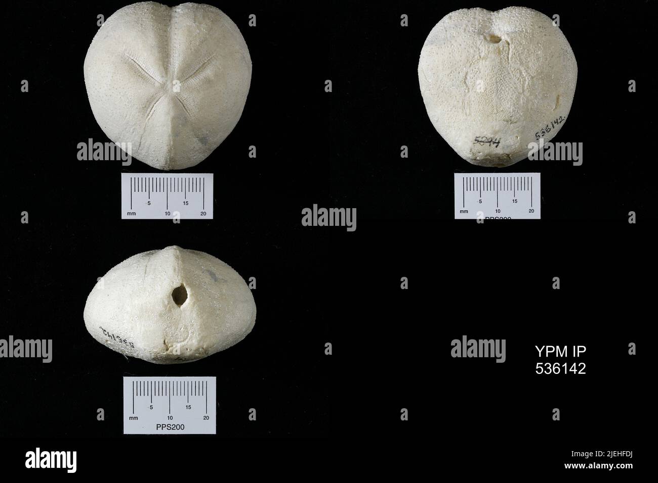 Micraster cortestudinarium (Goldfuss, 1829 Stock Photo - Alamy