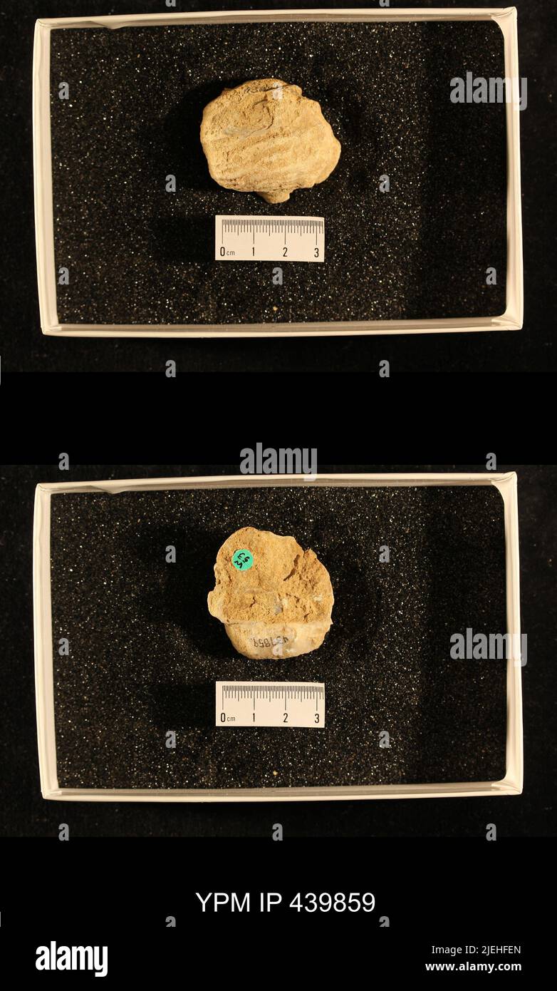 Productus (Dictyoclostus) indicus Stock Photo - Alamy