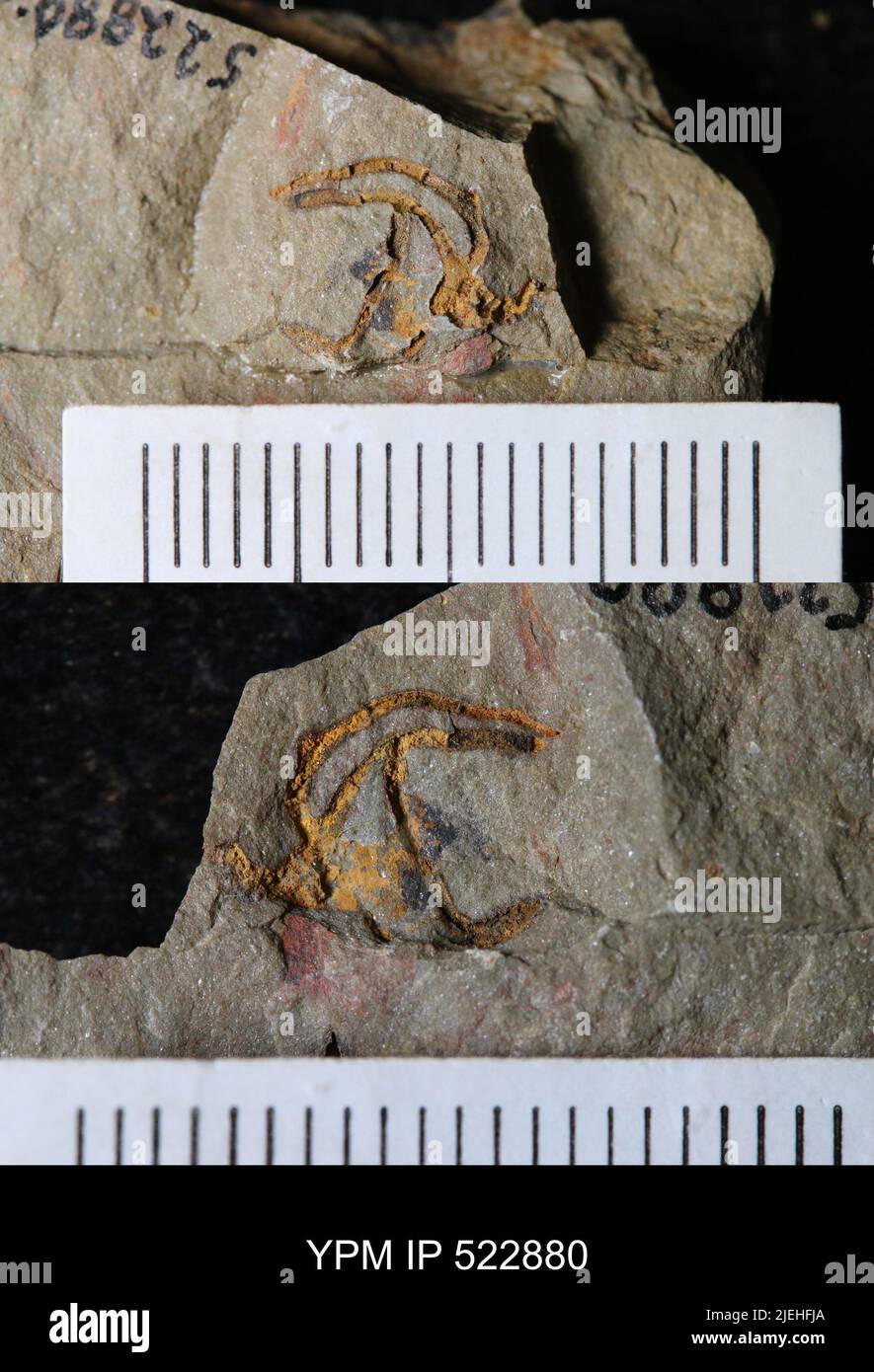 Genus cornuta hi-res stock photography and images - Alamy