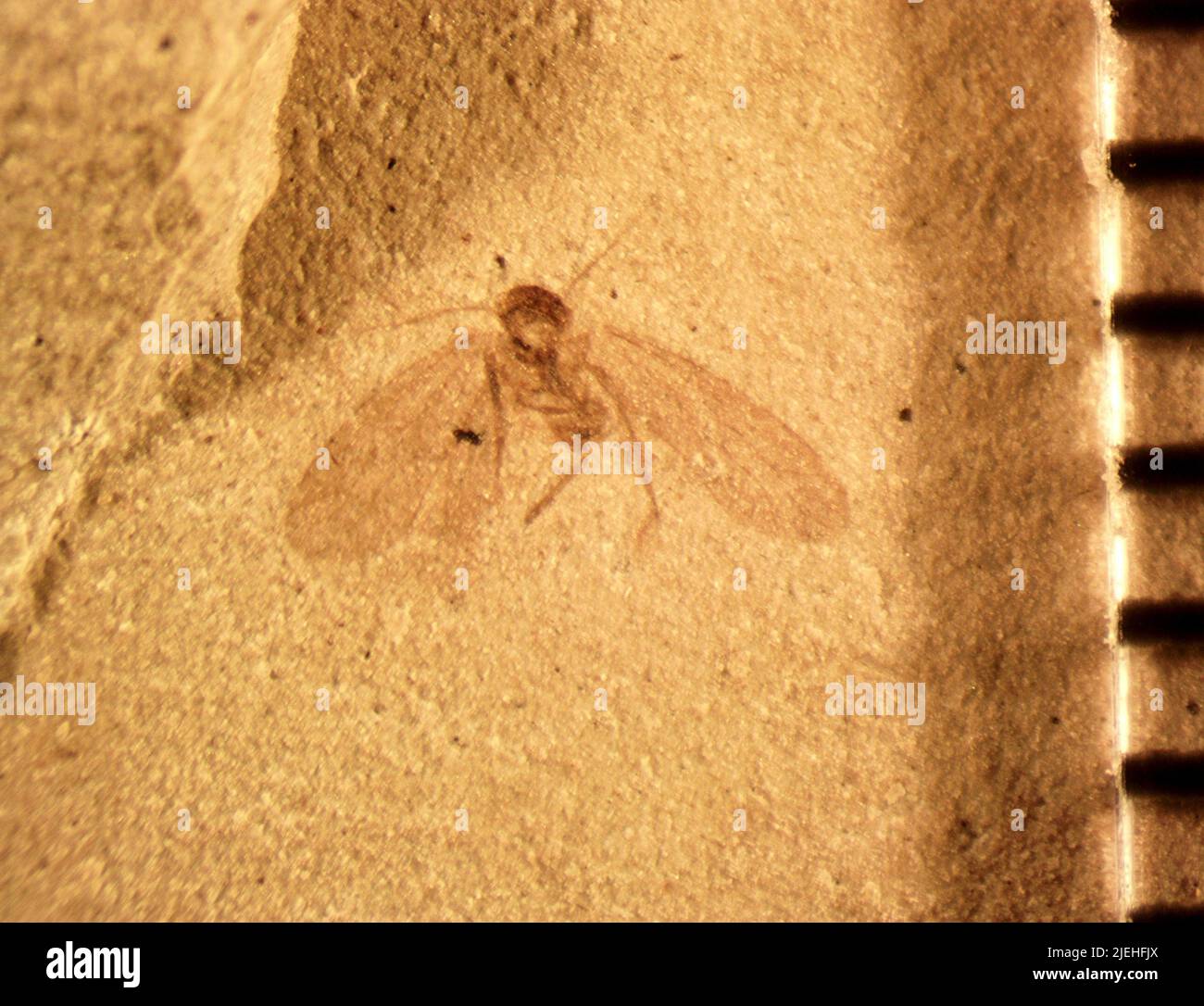 Undet psocoptera animalia hi-res stock photography and images - Alamy