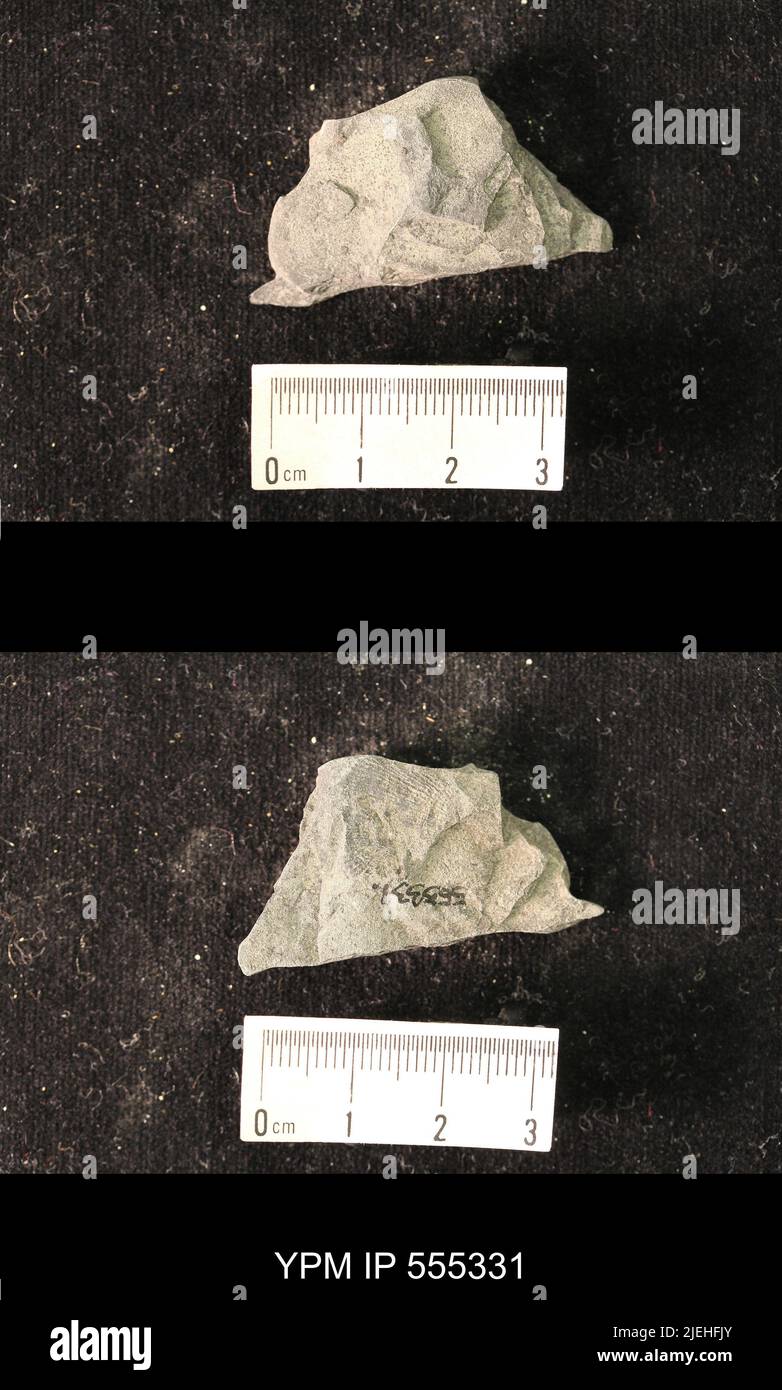 Productus cora d'Orbigny Stock Photo - Alamy