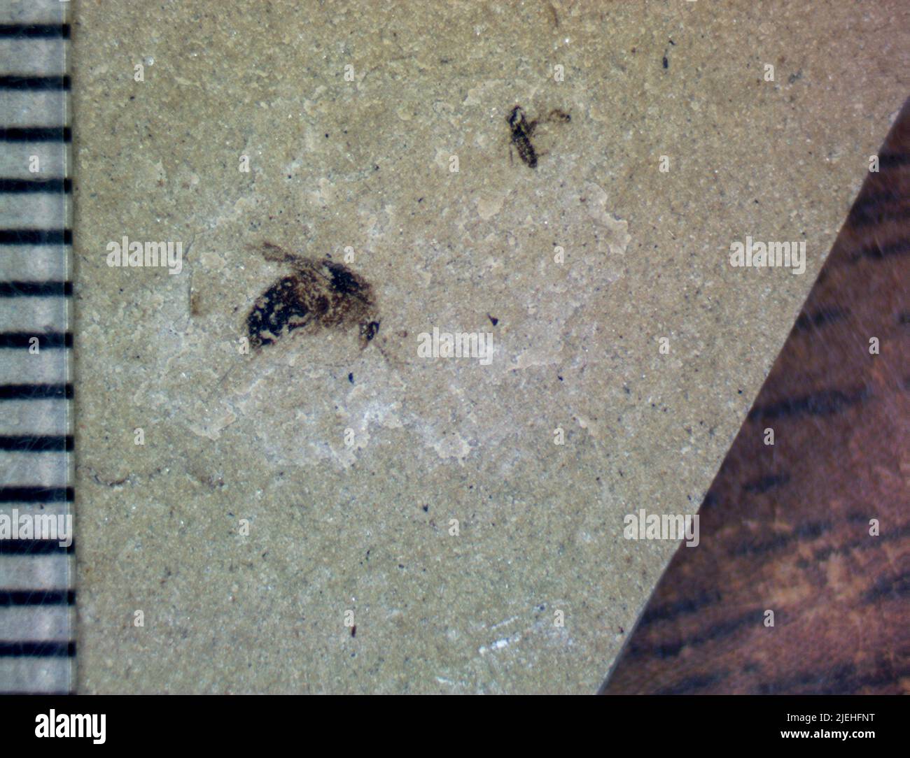 Undet pterygota animalia hi-res stock photography and images - Alamy