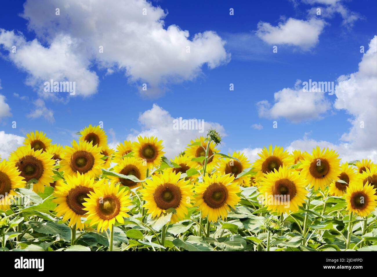 Sonnenblumen feld blumen hi-res stock photography and images - Alamy