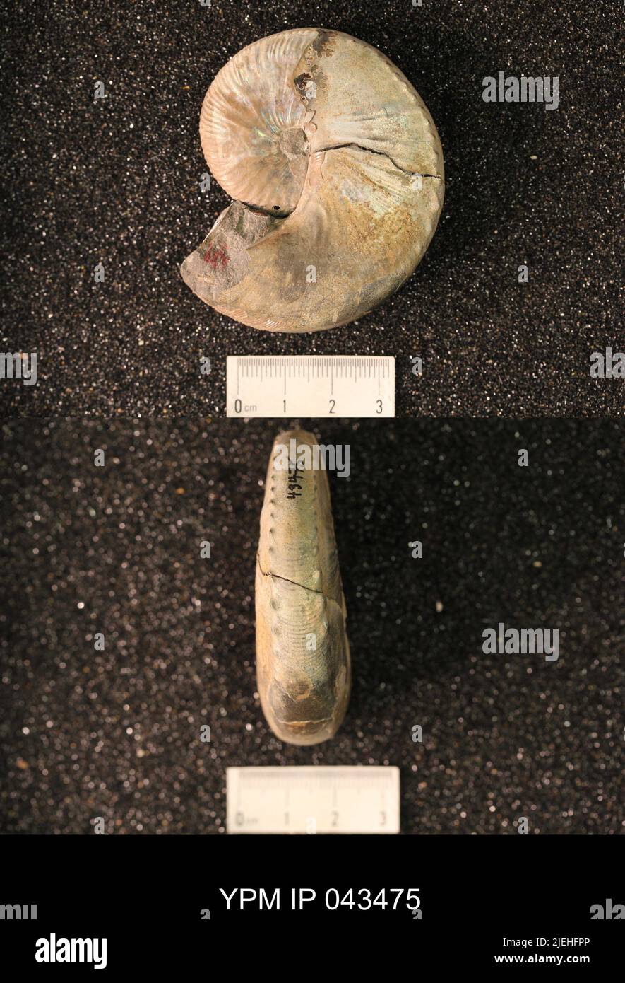 Cephalop hi-res stock photography and images - Alamy