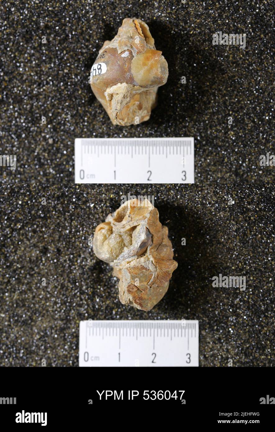 Tulotoma thompsoni white hi-res stock photography and images - Alamy