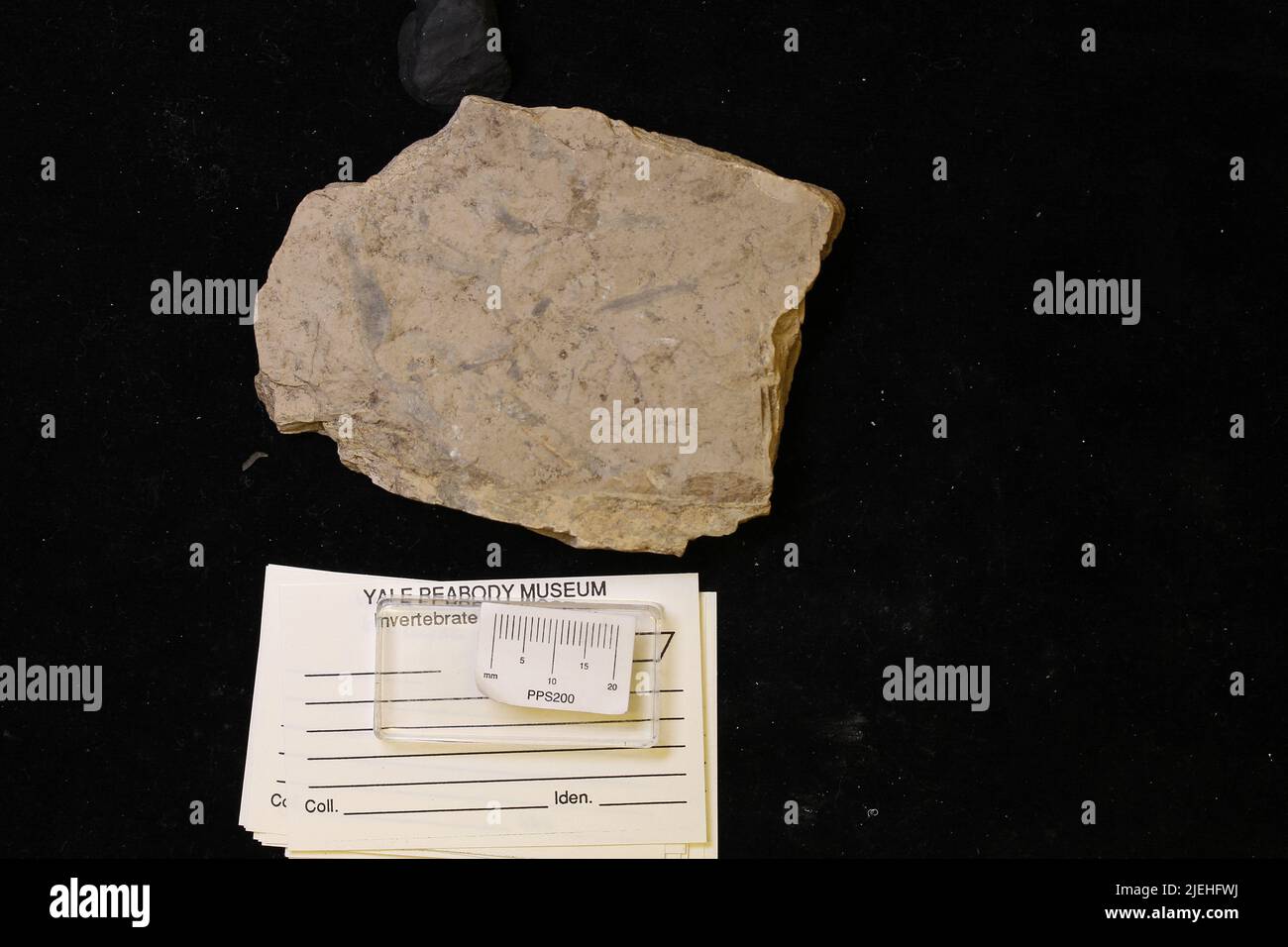 Chondrites hi-res stock photography and images - Alamy