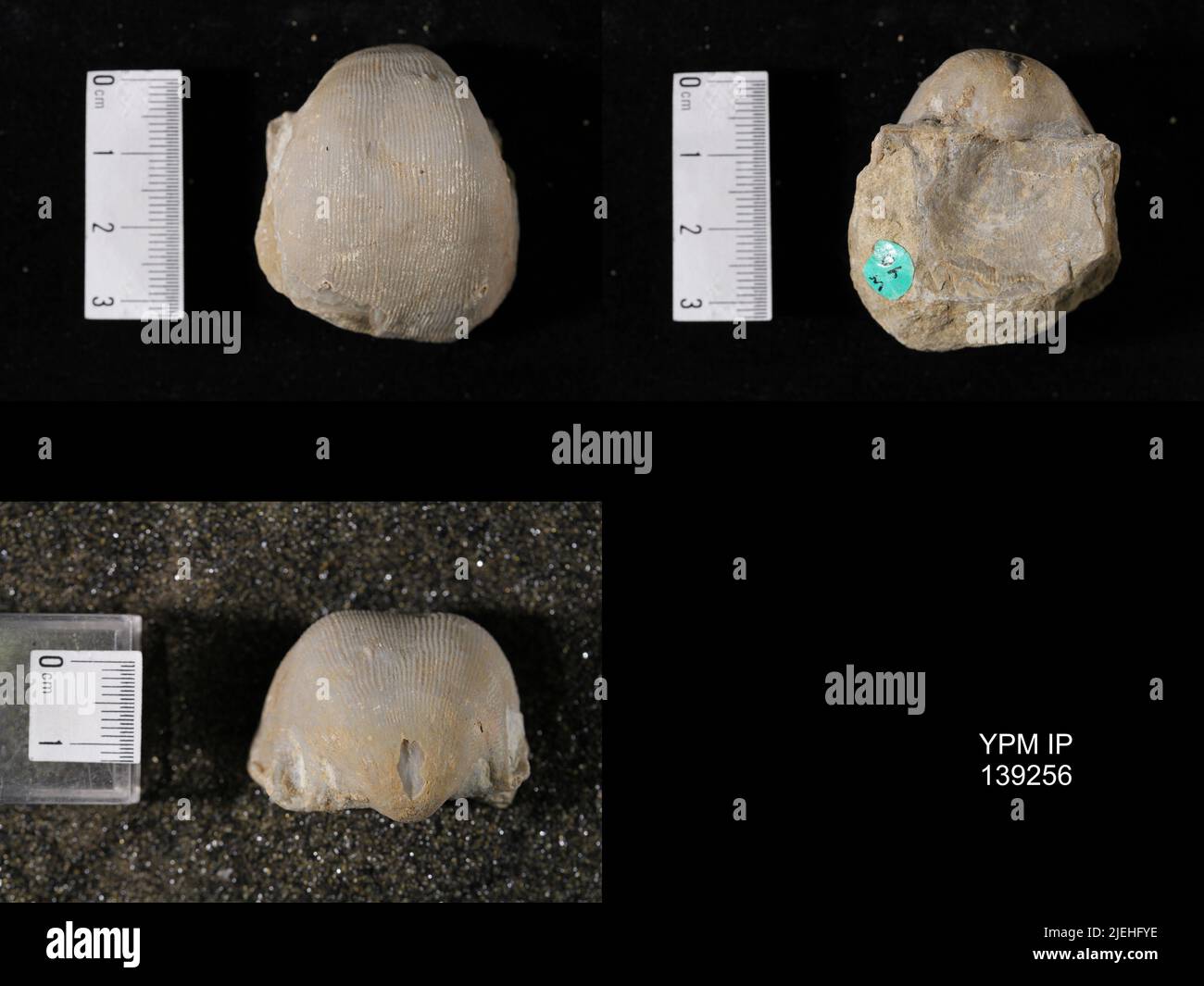 Productus (Linoproductus) lineatus Stock Photo - Alamy