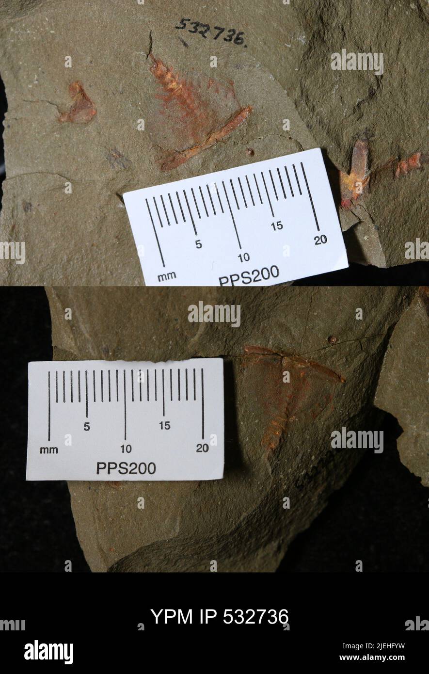 Xiphosurida hi-res stock photography and images - Alamy