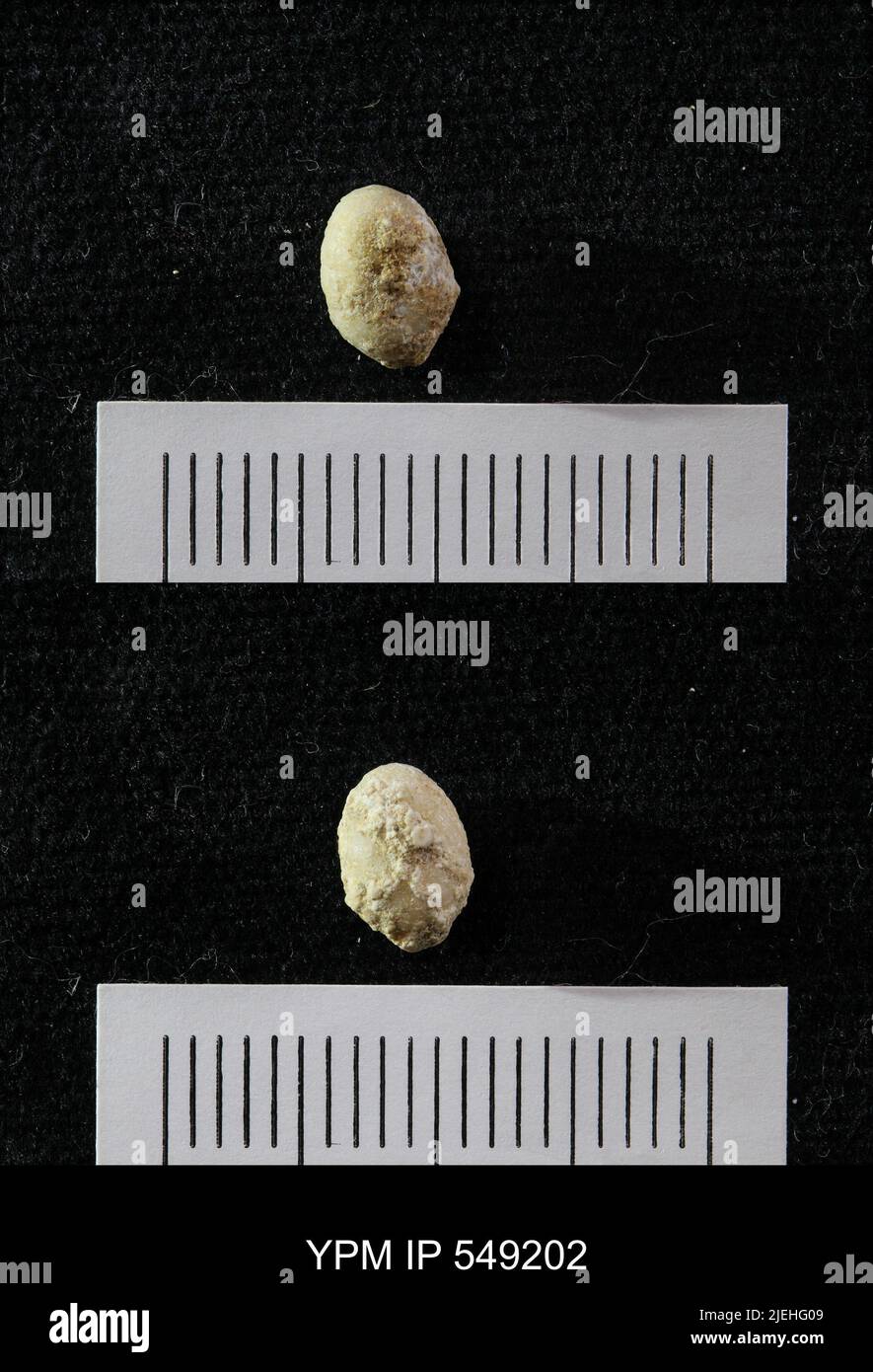 Fibularia vaughani twitchell hi-res stock photography and images - Alamy