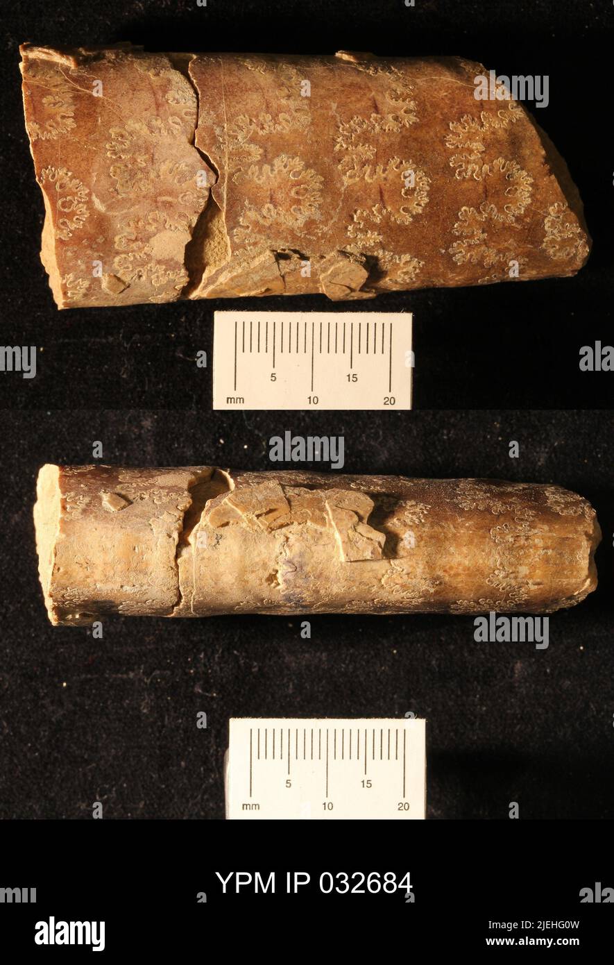 Baculites hi-res stock photography and images - Alamy