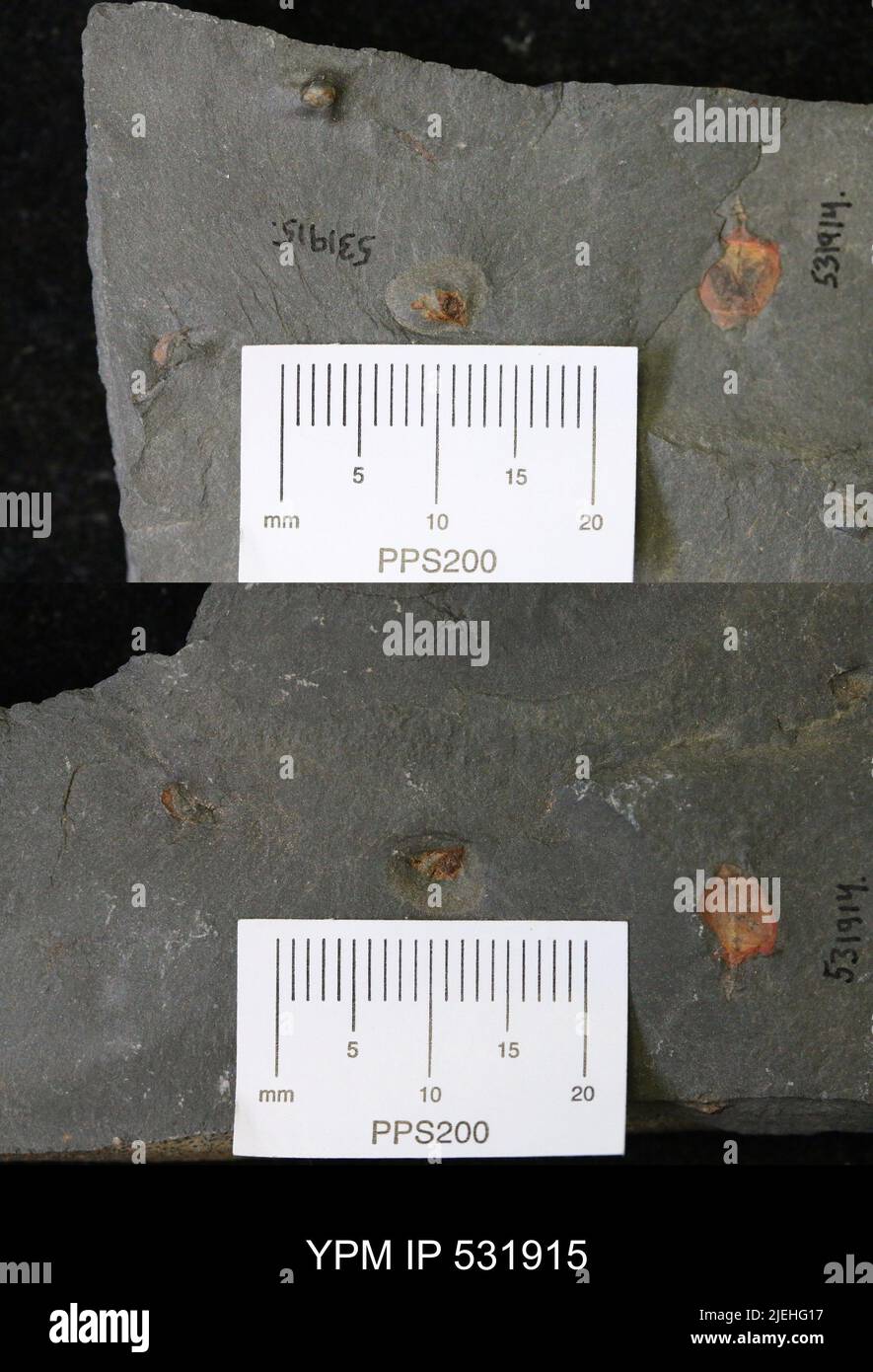 Ichnofossils hi-res stock photography and images - Alamy