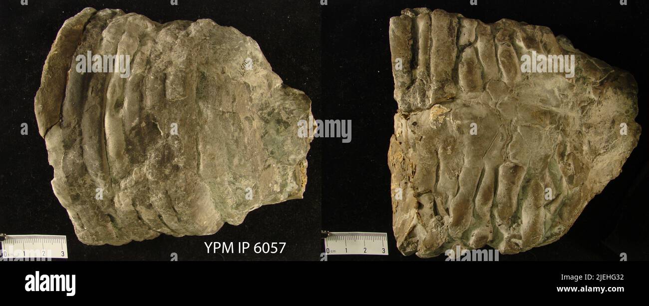 Endoceratoidea hi-res stock photography and images - Alamy