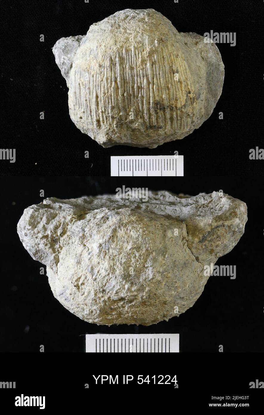 Dictyoclostus sp animalia hi-res stock photography and images - Alamy