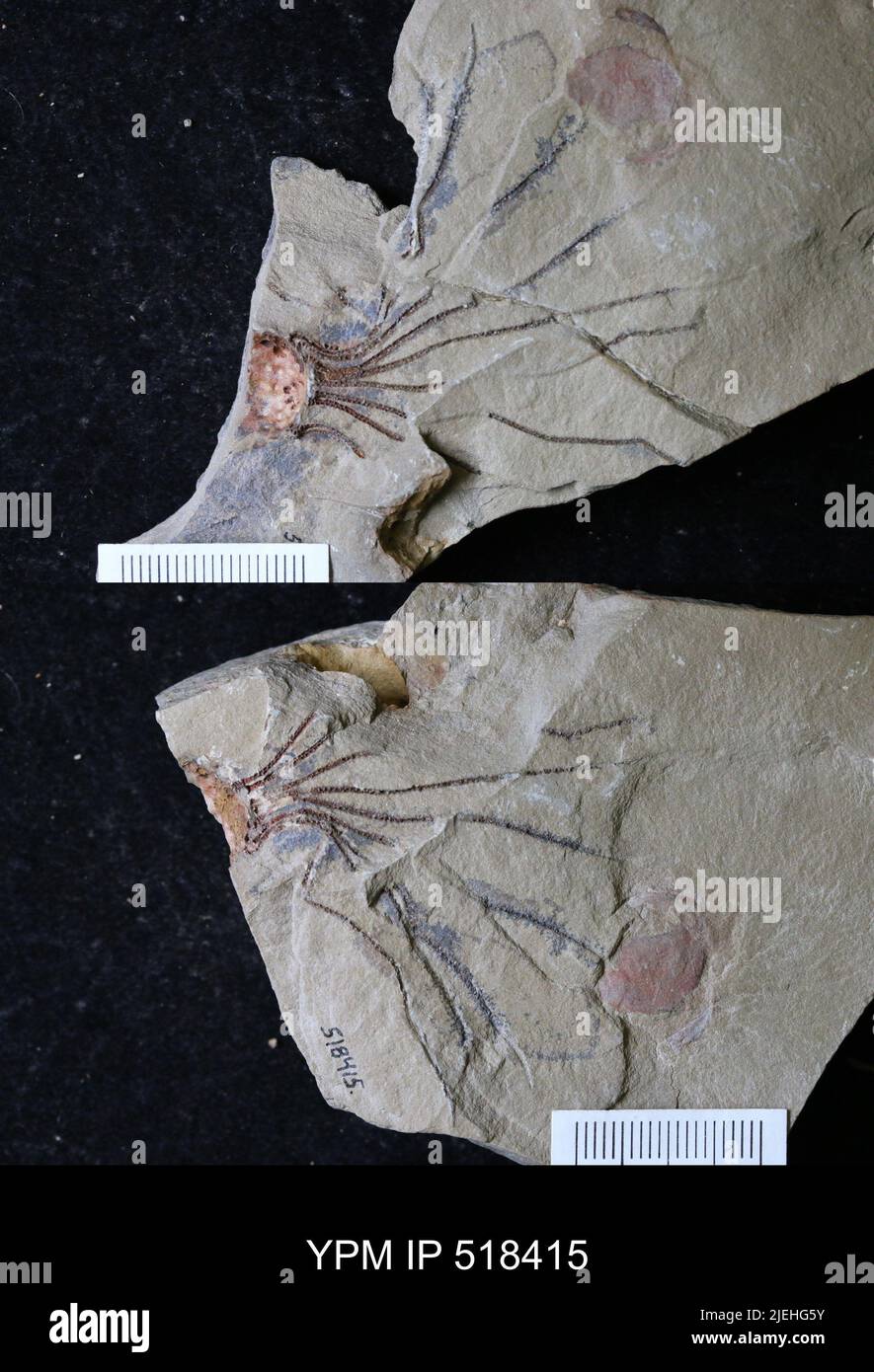 Eocrinoidea hi-res stock photography and images - Alamy