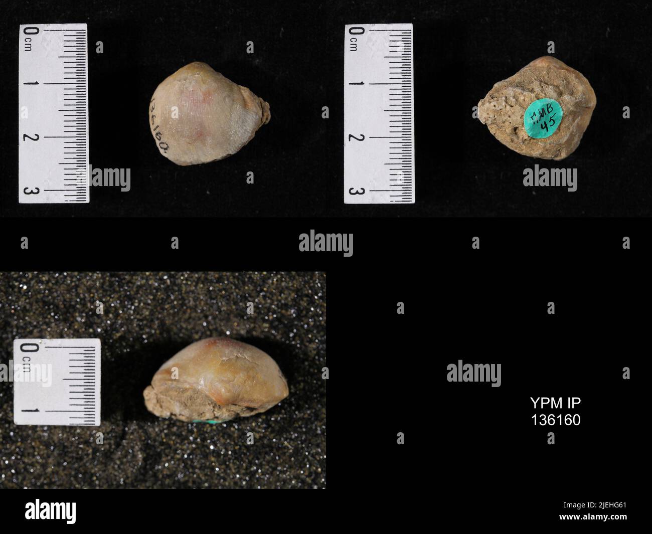Productus (Linoproductus) lineatus Stock Photo - Alamy