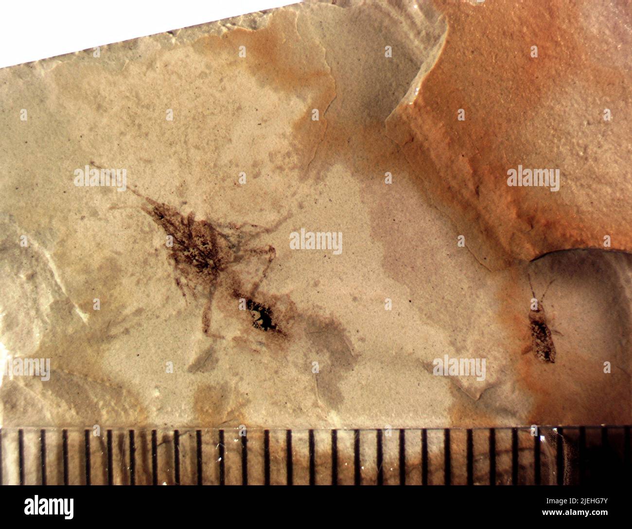 Undet heteroptera animalia hi-res stock photography and images - Alamy