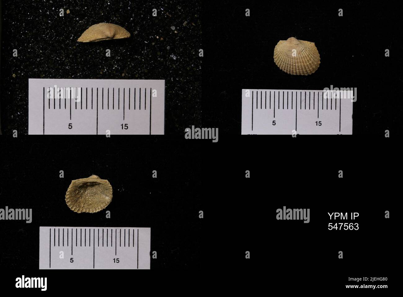 Scapharca transversa animalia hi-res stock photography and images - Alamy