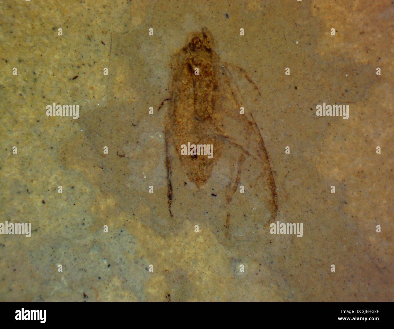 Undet pterygota animalia hi-res stock photography and images - Alamy