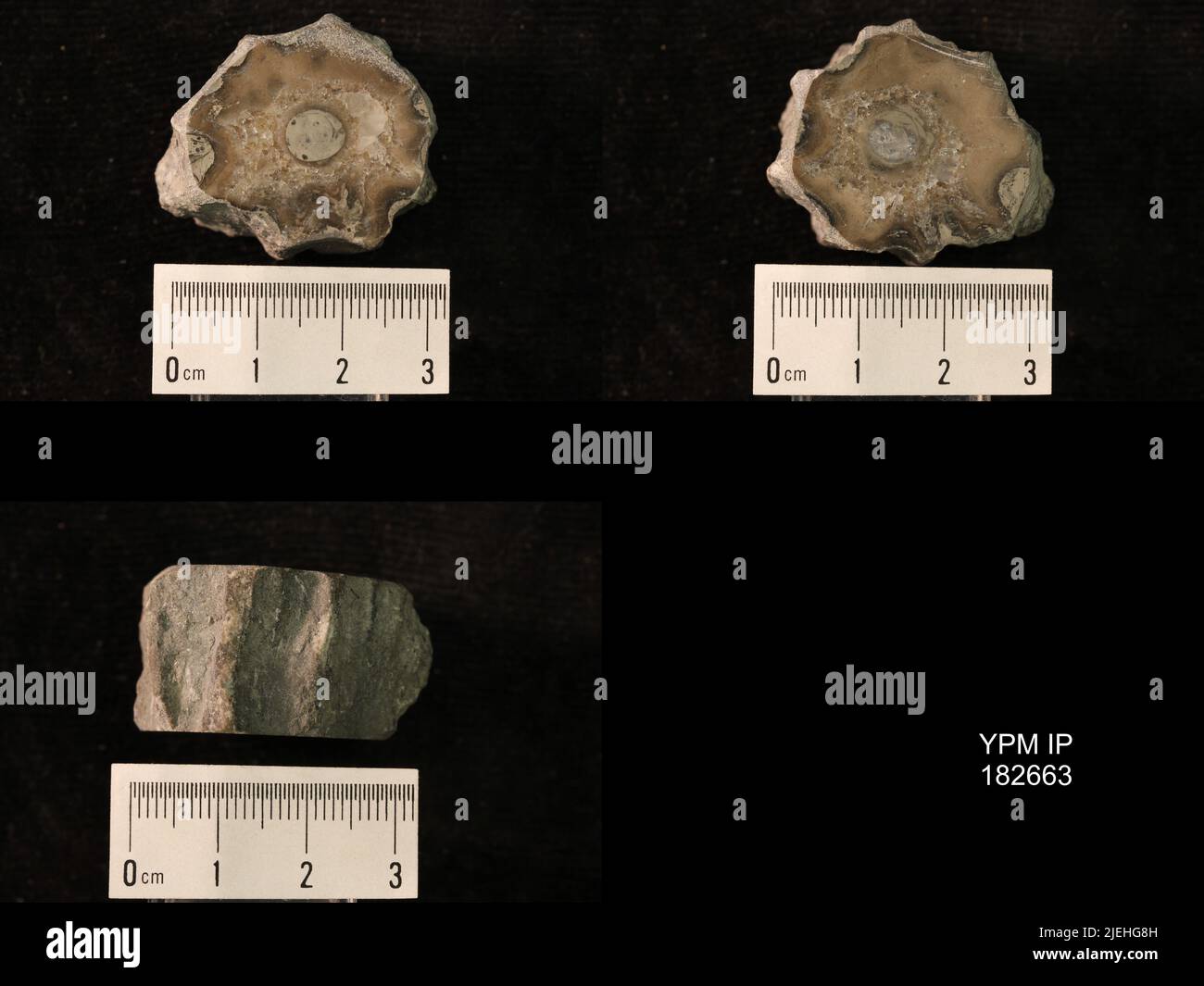 Beatricia undulata animalia hi-res stock photography and images - Alamy