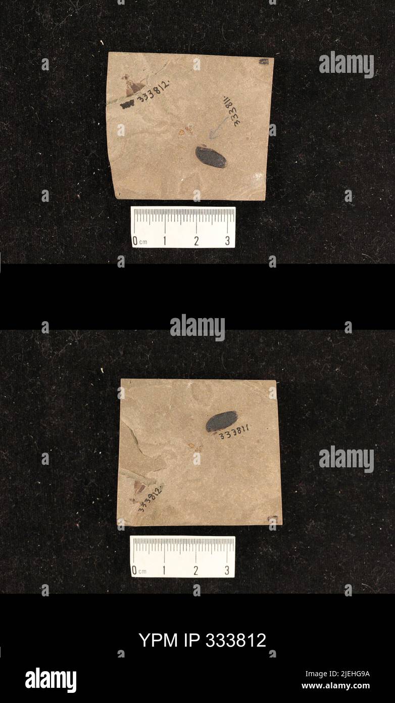 Undet pterygota animalia hi-res stock photography and images - Alamy