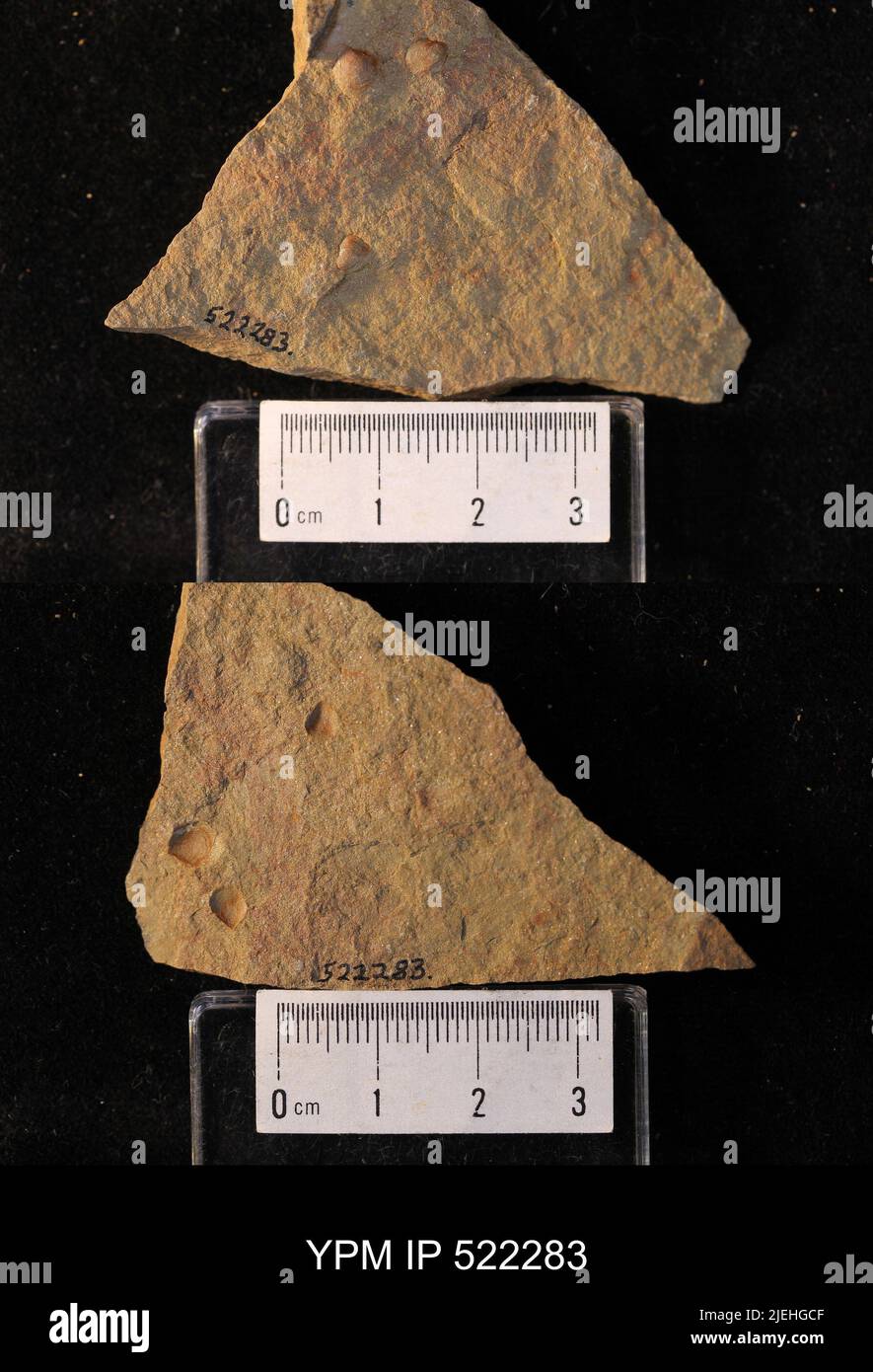 Lingulida hi-res stock photography and images - Alamy